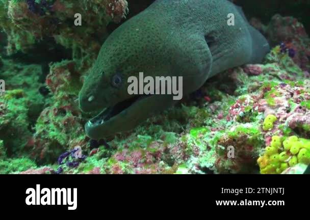 Giant Moray Eel and Cleaner wrasse fish cleaning moray eel at cleaning ...