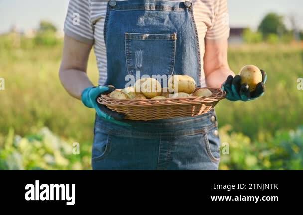 Fresh dug potatoes Stock Videos & Footage - HD and 4K Video Clips - Alamy