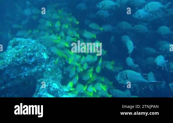 Waters surrounding Isla del Coco were teeming with school of tiny ...