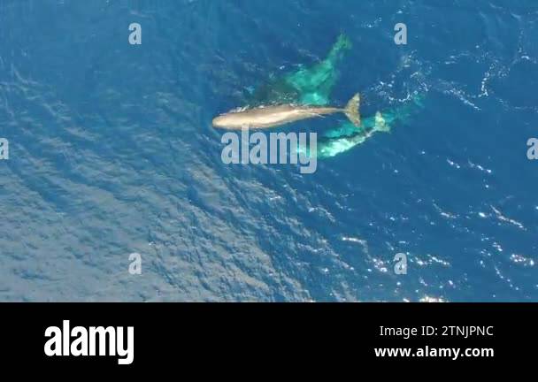 Sperm whales near surface of water in ocean. Top view. Watch an ...