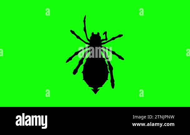 (Green screen animation) The 2D character of the rabbit is grazing and ...