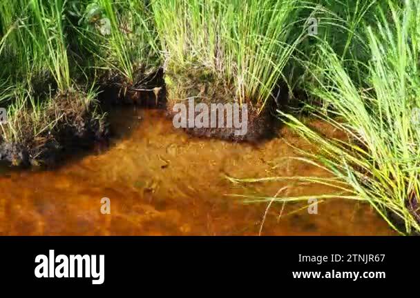 Windy shore of Lake Lososinnoye. Taiga ecosystem. Reed sedge grow on ...