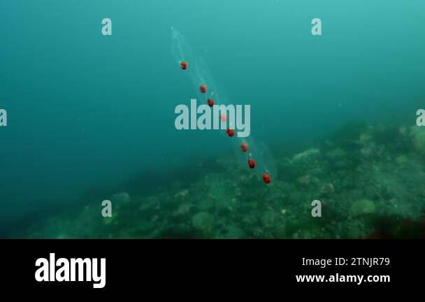 Underwater video in cold clear water of the Southern Ocean in ...