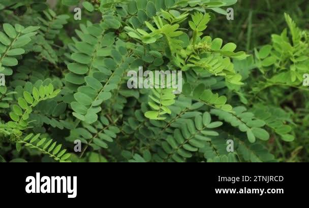 Senna plant Stock Videos & Footage - HD and 4K Video Clips - Alamy