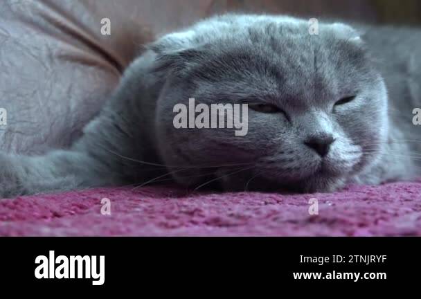 Pause sleep Stock Videos & Footage - HD and 4K Video Clips - Alamy Pause sleep Stock Videos & Footage - HD and 4K Video Clips - Alamy