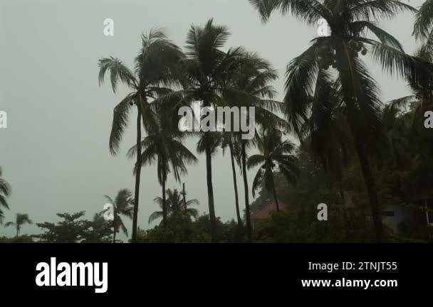 Stormy weather in the tropics with rain falling against palm trees. A ...