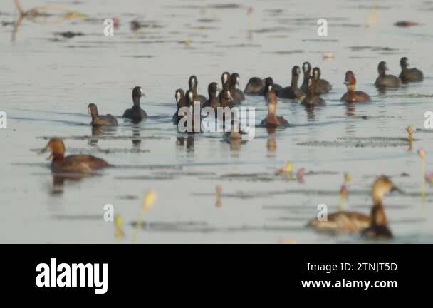 medium shot of coots and ducks at marlgu billabong of parry lagoons ...