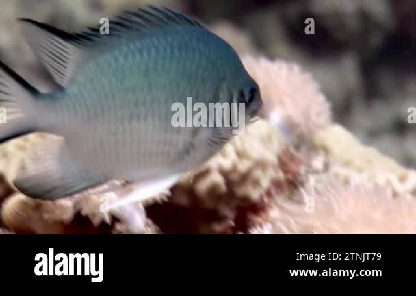 Close up damselfish Chromis fish belong to Pomacentridae in underwater ...