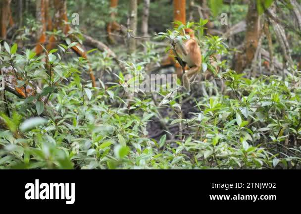 Selective focus Proboscis monkey (Nasalis larvatus) is active in the ...