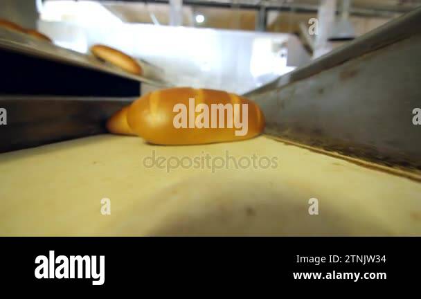 Loaf of fresh bread on conveyor belt. Bread production process on ...