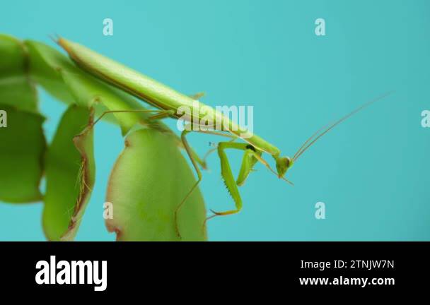 Mantis. Praying mantis sits on leaves on a blue background. Praying ...