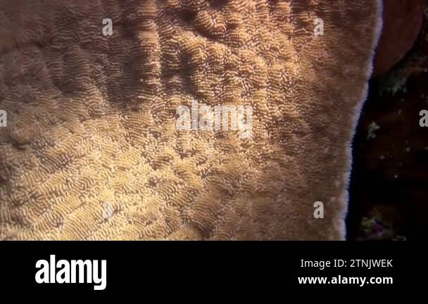 Coral as flat as carpet on coral reef of Red Sea. One of unique ...