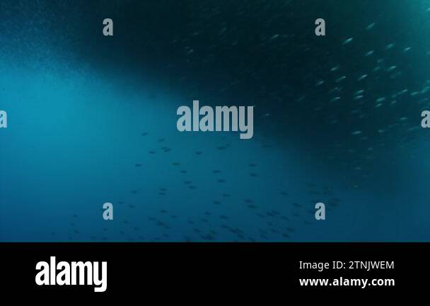 Movement of one school of fish forms shape underwater. Group fish of ...