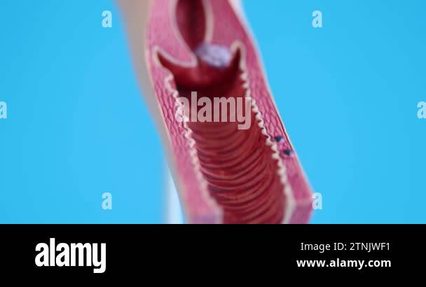 Model of the structure of female reproductive system on blue background ...