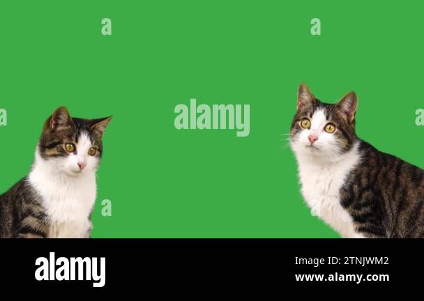 cat two cats look in different directions on a green screen Stock Video ...