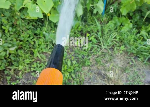 Watering a tree. Woman gardener with hose for watering the plants and ...