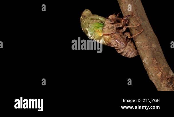 Cicada brood Stock Videos & Footage - HD and 4K Video Clips - Alamy
