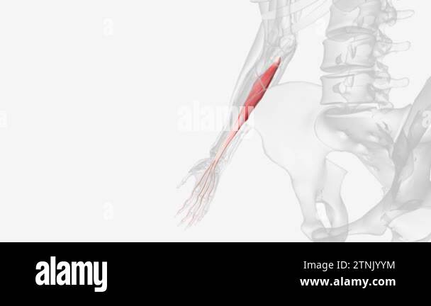 flexor digitorum profundus is a muscle in the forearm of humans that ...