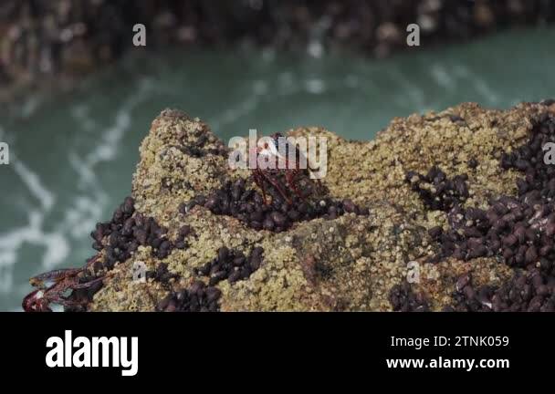colorful crab crawling over the rock surfaces in the coastal desert of ...