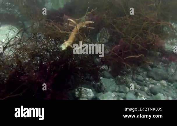 Underwater video in cold clear water of the Southern Ocean in ...