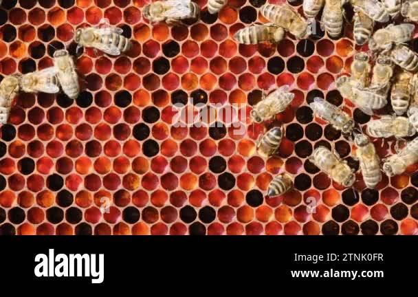 Honeycomb with bee bread. Honeycomb with colorful perga. Bees pack honeycomb with bee bread ...