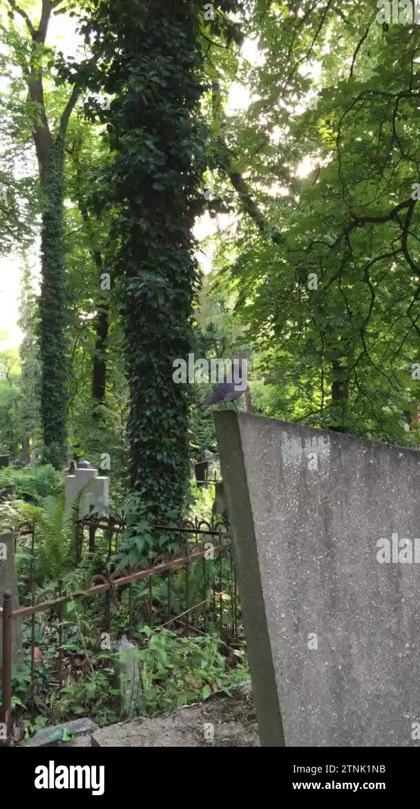 Crow funeral Stock Videos & Footage - HD and 4K Video Clips - Alamy