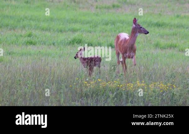 Spotted deer doe and fawn Stock Videos & Footage - HD and 4K Video ...