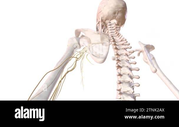The human skeletal system and the nervous system in the left arm Stock ...