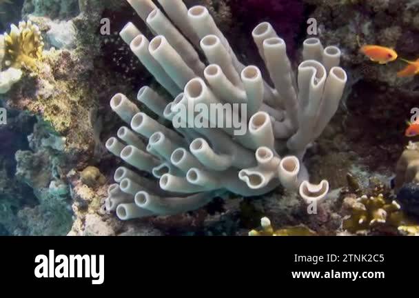 Tube coral close-up on coral reef in Red Sea. Tubular coral macro ...