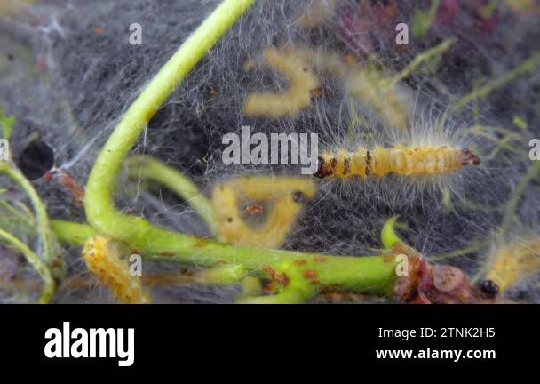 Weaving trees with cobwebs by larvae. Caterpillars of American white ...