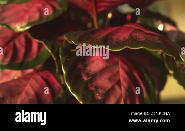 Calathea houseplant Stock Videos & Footage - HD and 4K Video Clips - Alamy