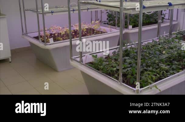 Soybeans greenhouse greenhouse soilless cultivation of vegetables ...