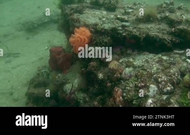 Underwater landscape video in water of New Zealand in Pacific Ocean and ...