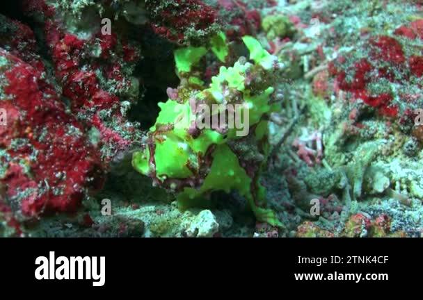 Green anglerfish in underwater realm possess an unmatched and singular ...
