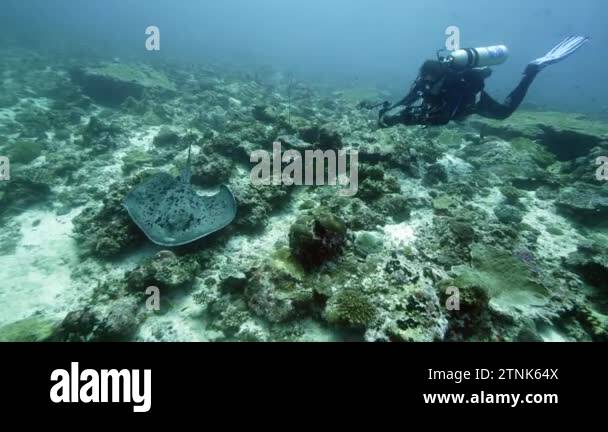 Manta Ray floating on a background of blue water in search of plankton ...