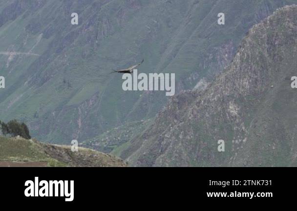 Andean condor, Vultur gryphus, the largest flying birds in the world ...