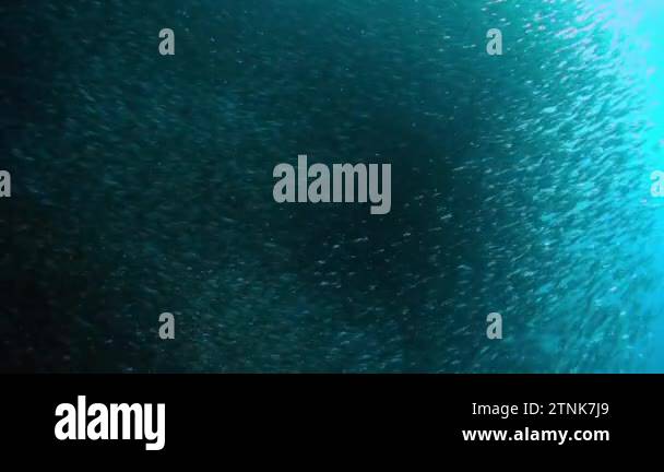 Schooling behavior of fish and underwater wildlife. Group fish of one ...