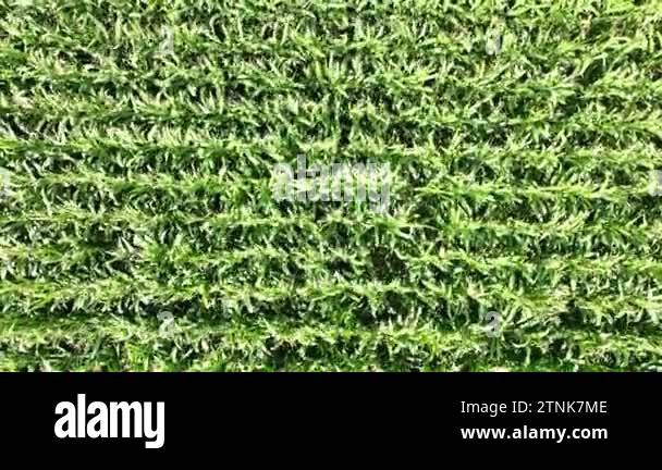 Green expanse stretching Stock Videos & Footage - HD and 4K Video Clips ...