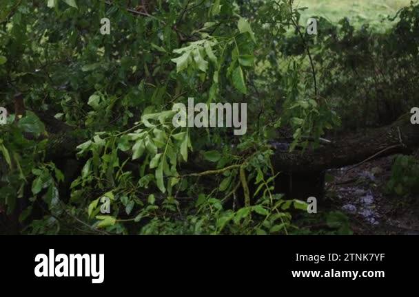 Terrible wind Stock Videos & Footage - HD and 4K Video Clips - Alamy