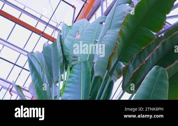 Ravenala madagascariensis palm genus of monocotyledonous flowering ...