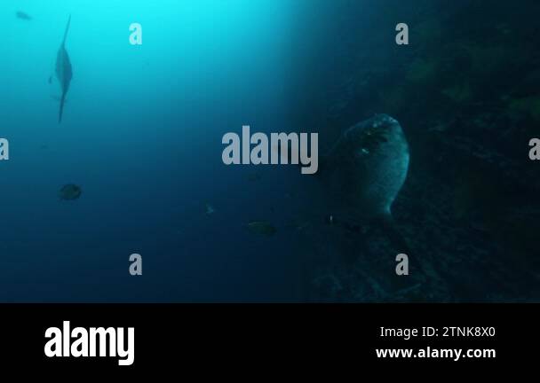 Mola mola fish in underwater marine life of Pacific Ocean. Amazing ...