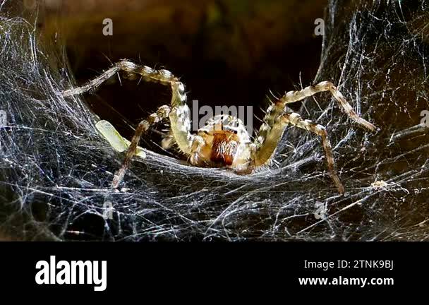 Wolf spider web Stock Videos & Footage - HD and 4K Video Clips - Alamy