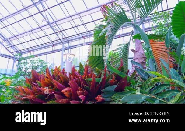 Tropical leaves inside exotic greenhouse rain forest. Background of the ...