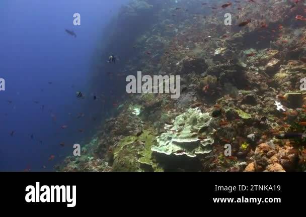 Underwater realm of Bali mesmerizes with dynamic dance of fish schools ...