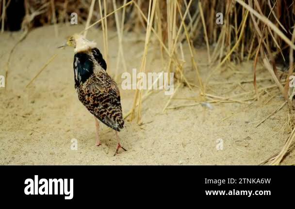 Prominent ruff collar Stock Videos & Footage - HD and 4K Video Clips ...