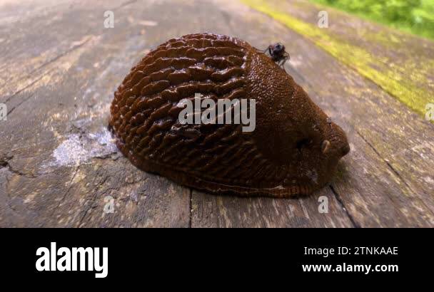 Common garden slugs Stock Videos & Footage - HD and 4K Video Clips - Alamy