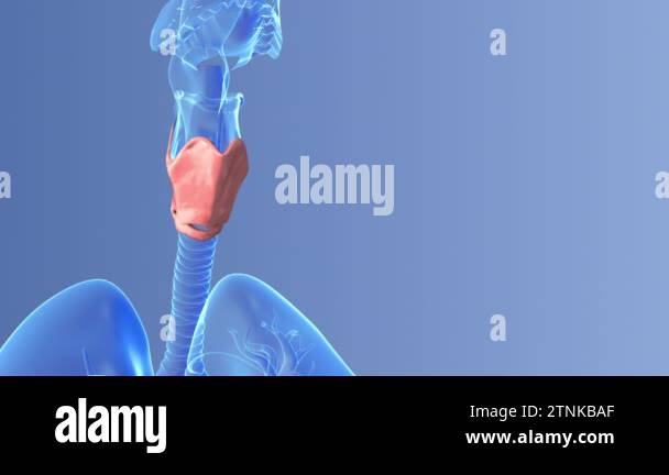 Thyroid surgery illustration anatomy Stock Videos & Footage - HD and 4K ...