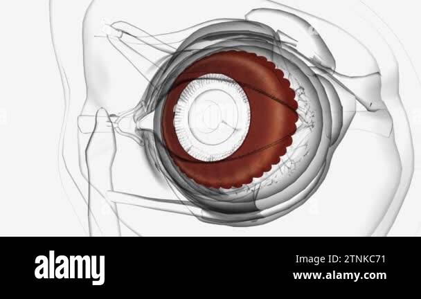 The ciliary muscle, which influences the shape of the lens inside the ...