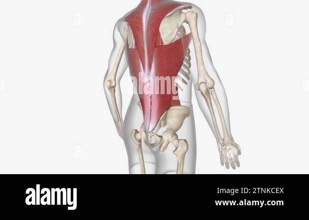 Back pain can happen when mechanical or structural problems develop in ...