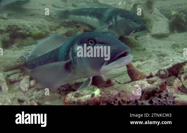 Underwater landscape video in water of New Zealand in Pacific Ocean and ...